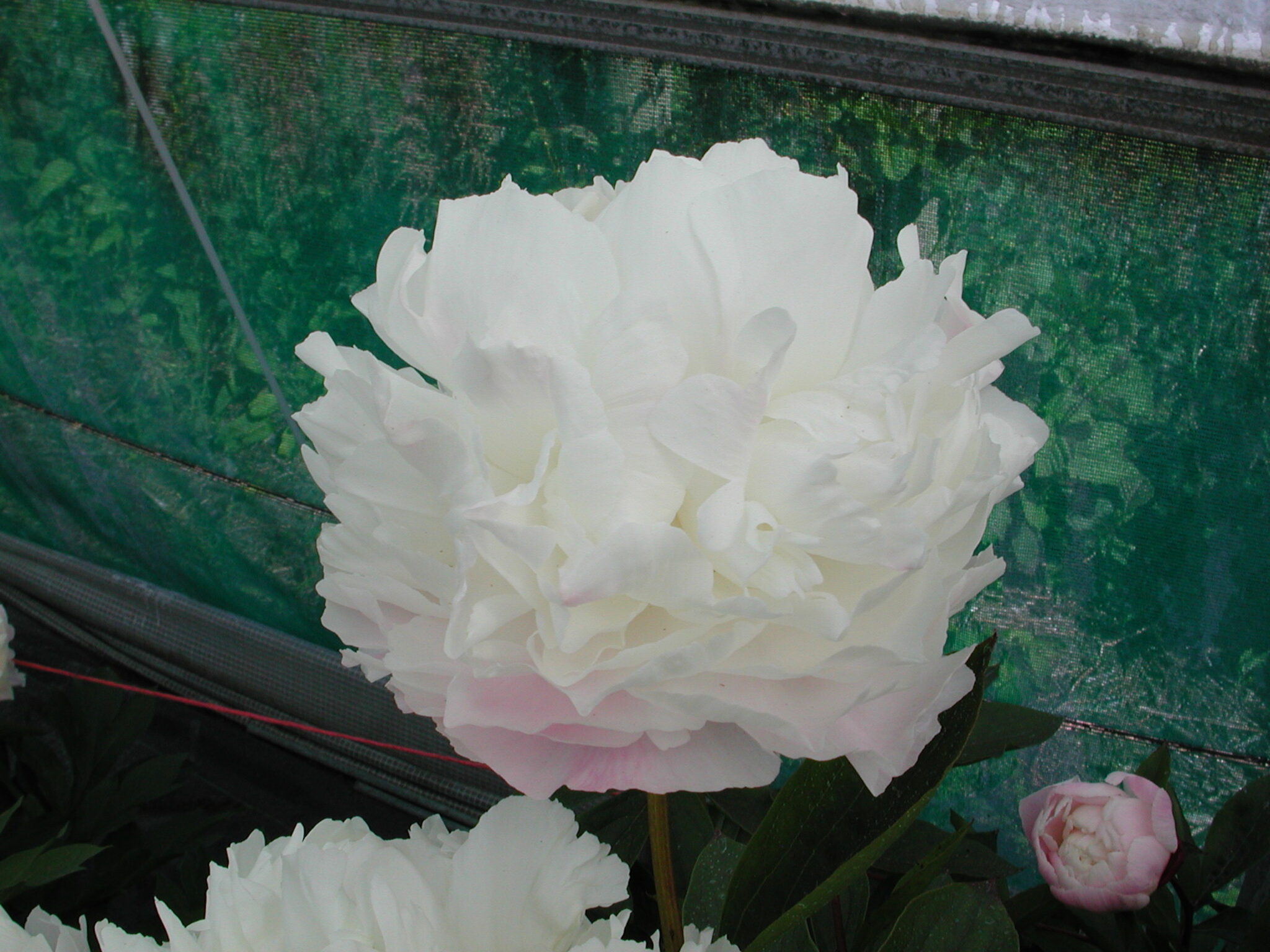Peony Gardenia (Early - mid.) - Green Works - Specialist in Peonies