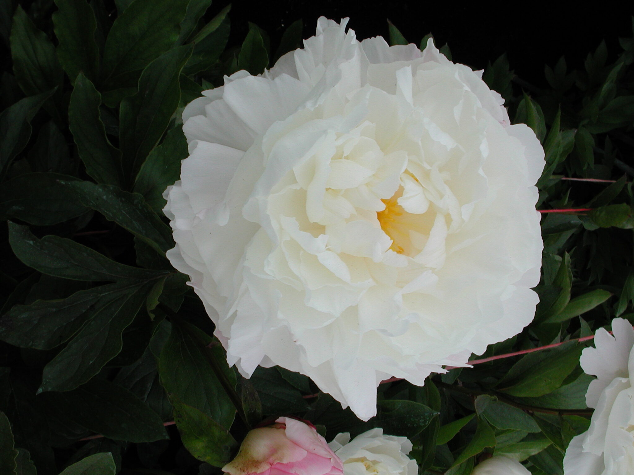 Peony Gardenia (Early - mid.) - Green Works - Specialist in Peonies