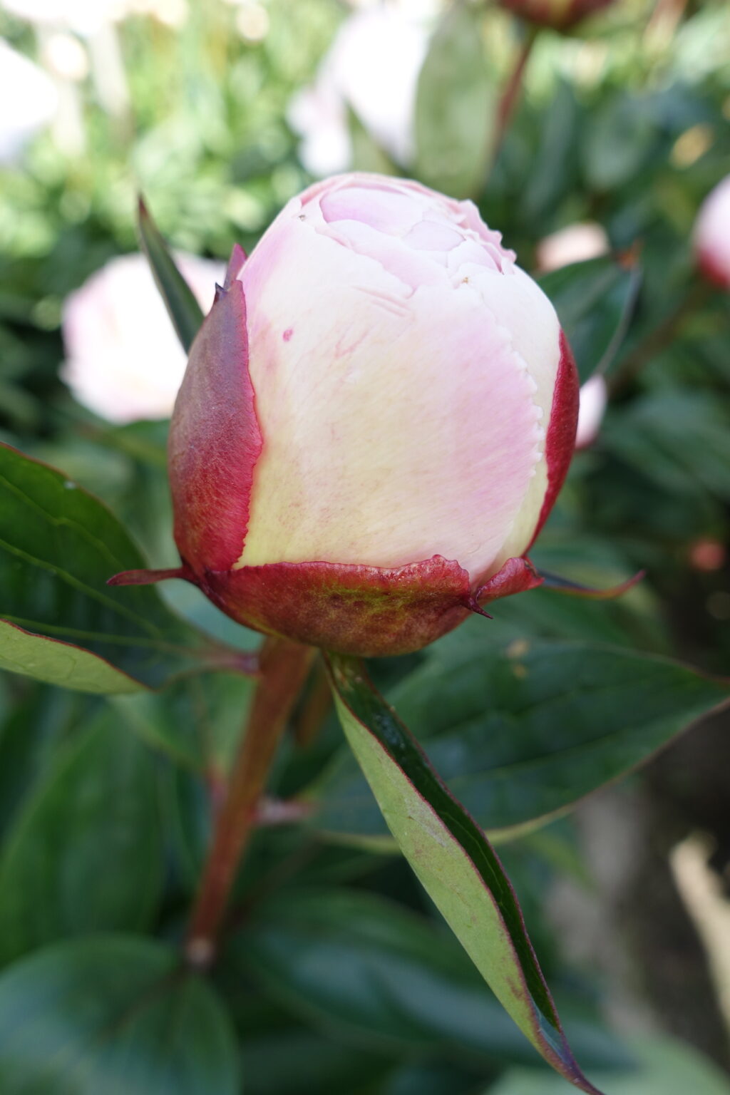 Peony Gardenia (Early - mid.) - Green Works - Specialist in Peonies