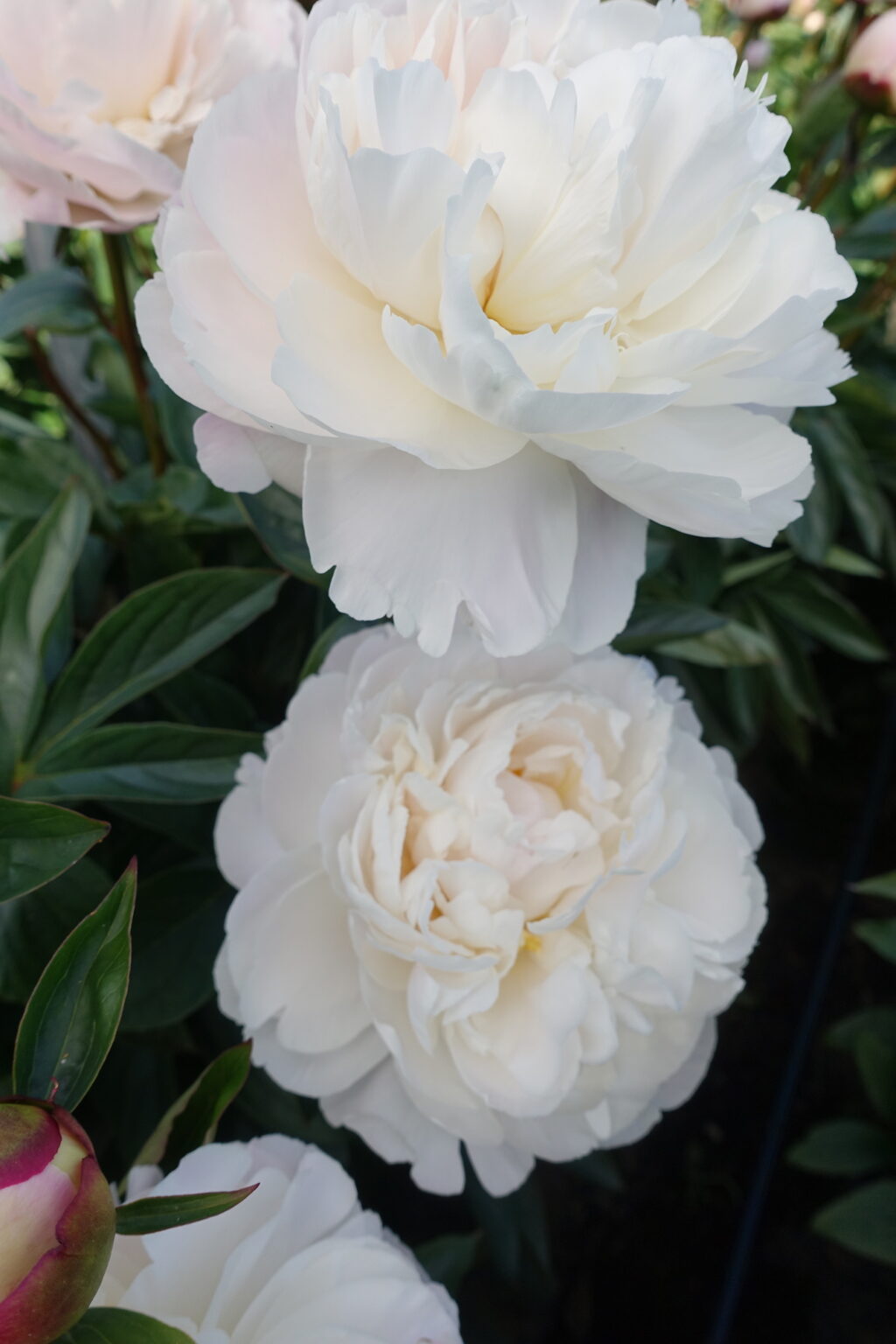 Peony Gardenia (Early - mid.) - Green Works - Specialist in Peonies