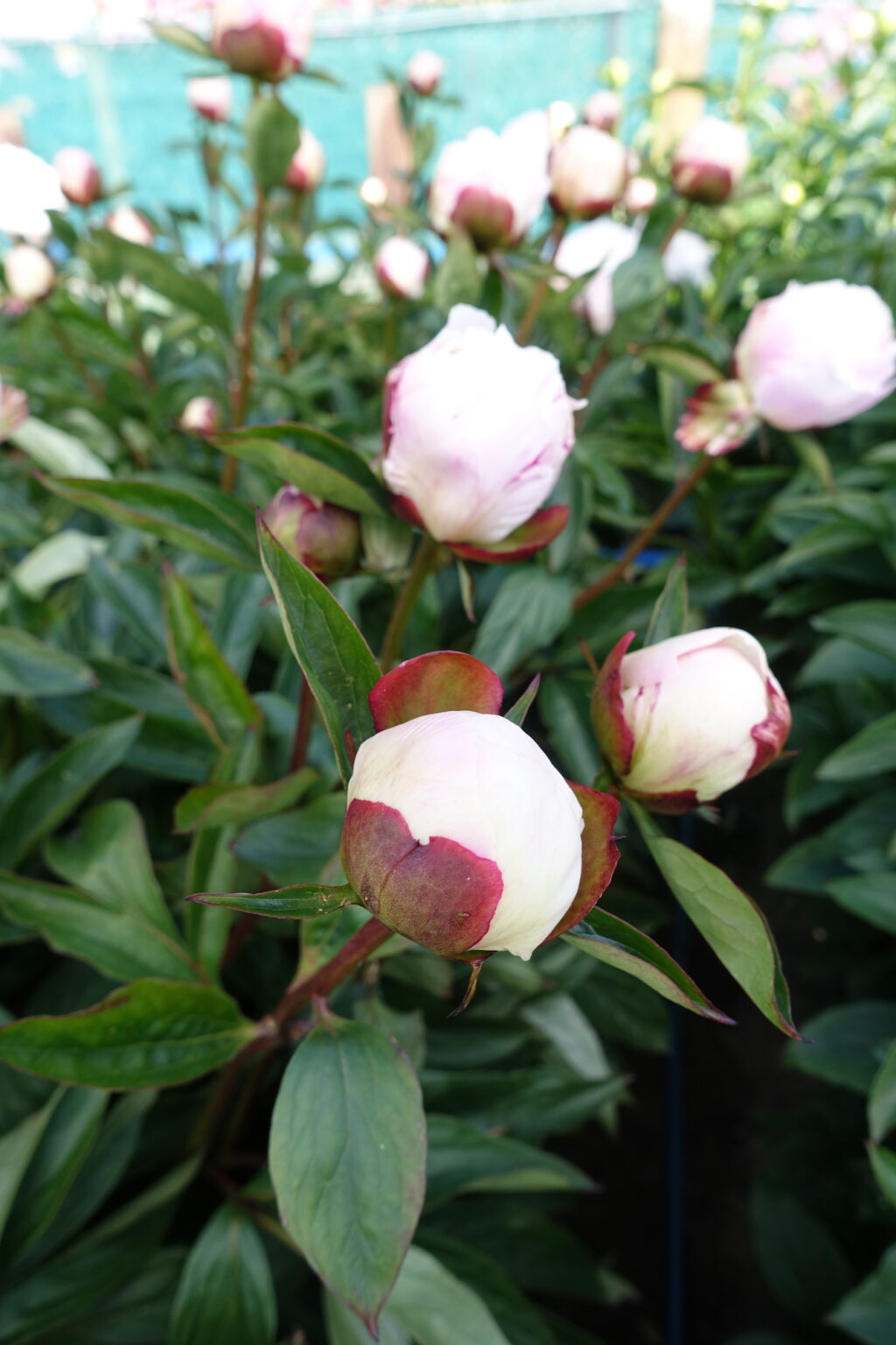 Peony Gardenia (Early - mid.) - Green Works - Specialist in Peonies