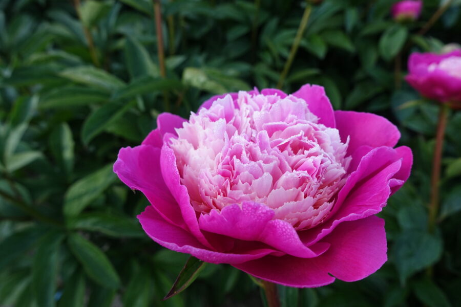 Peony Gay Paree (Early - mid.) - Green Works - Specialist in Peonies