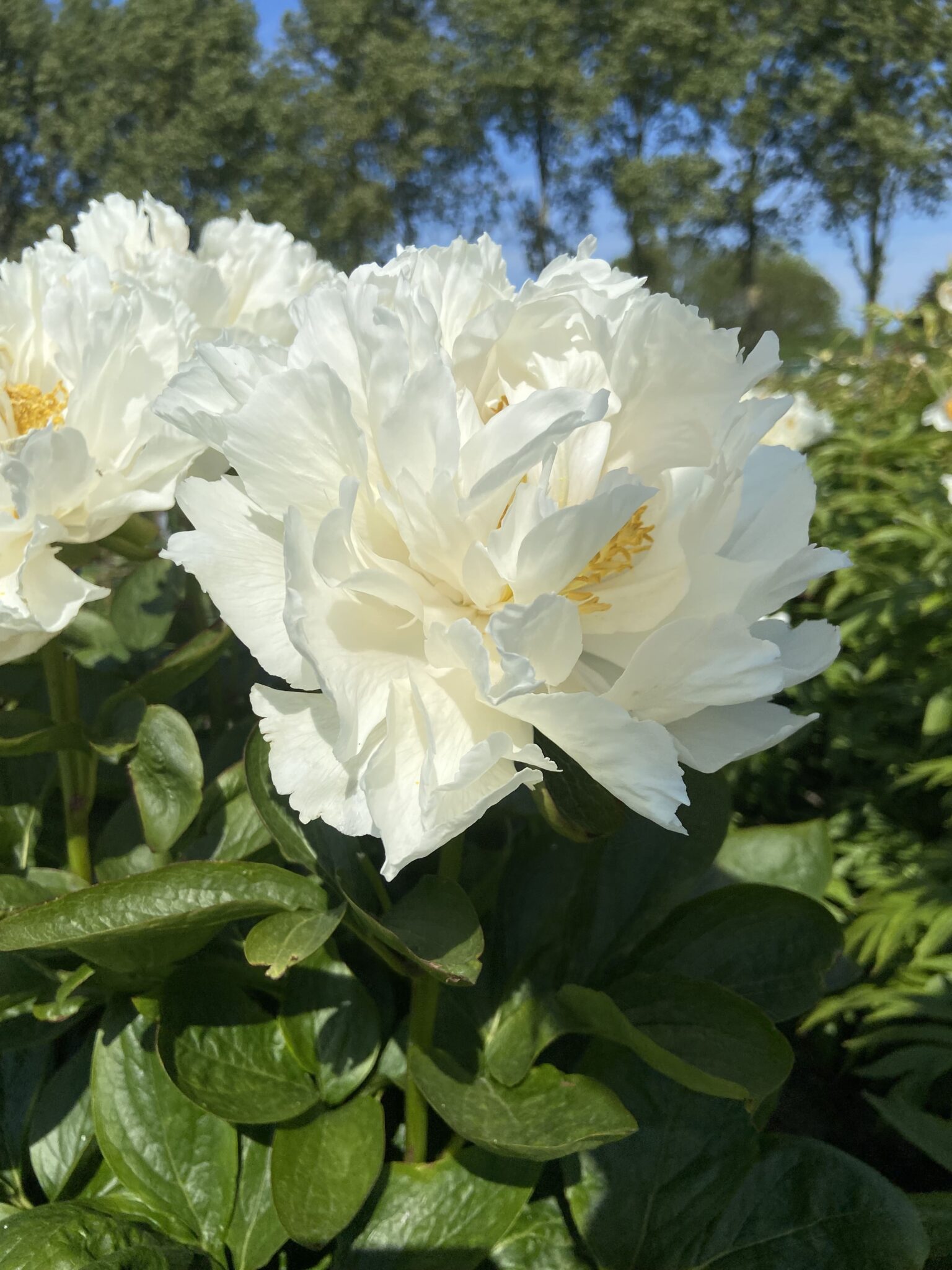 Peony Grand Massive (Early) - Green Works - Specialist in Peonies