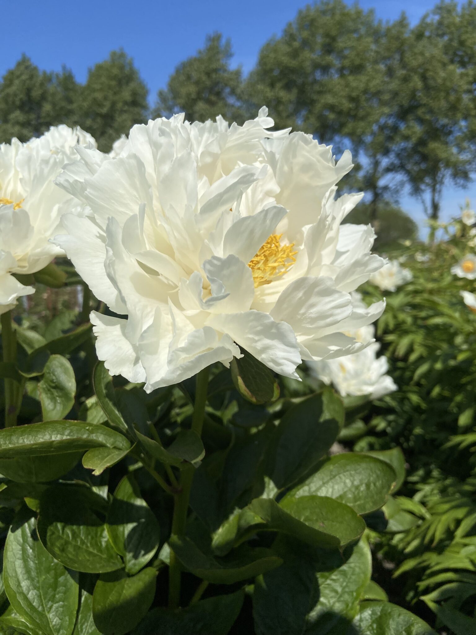 Peony Grand Massive (Early) - Green Works - Specialist in Peonies