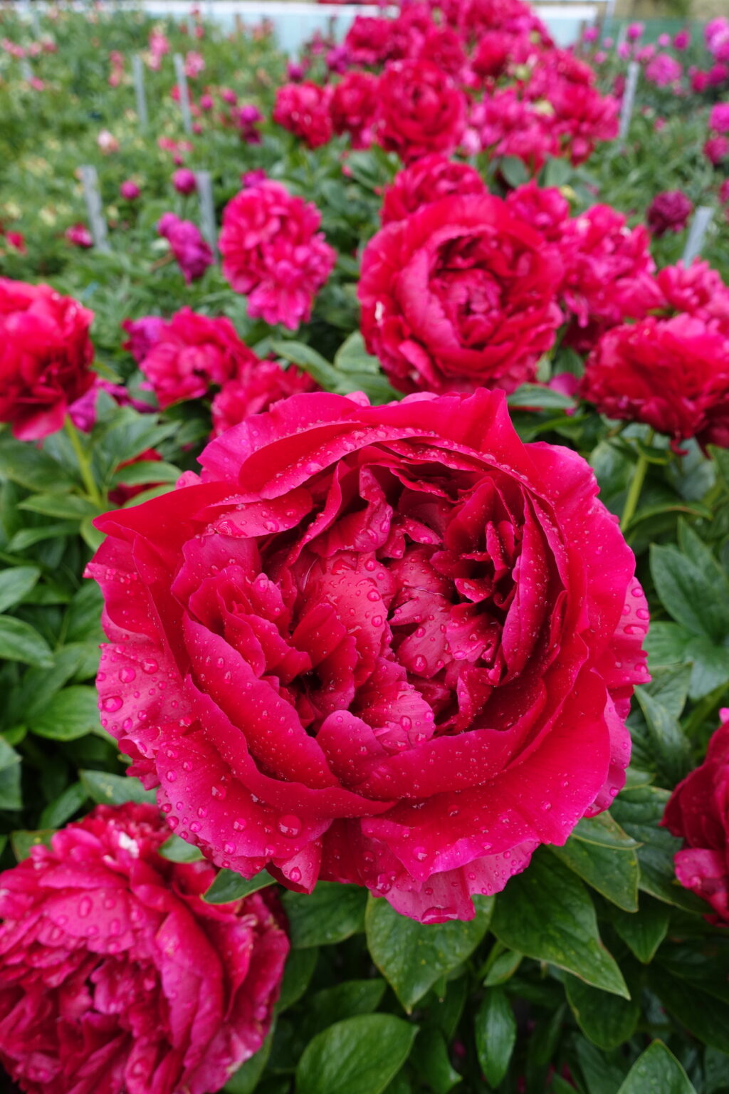 Peony Henry Bockstoce (Early) - Green Works - Specialist in Peonies