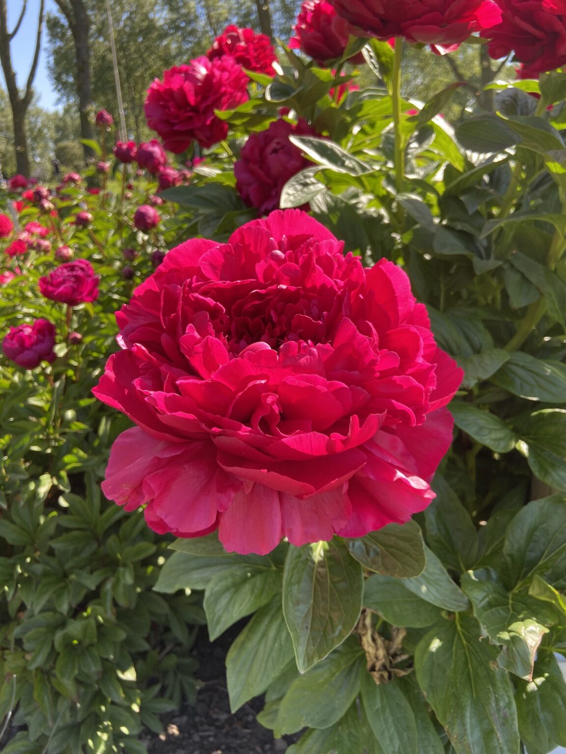 Peony Henry Bockstoce (Early) - Green Works - Specialist in Peonies