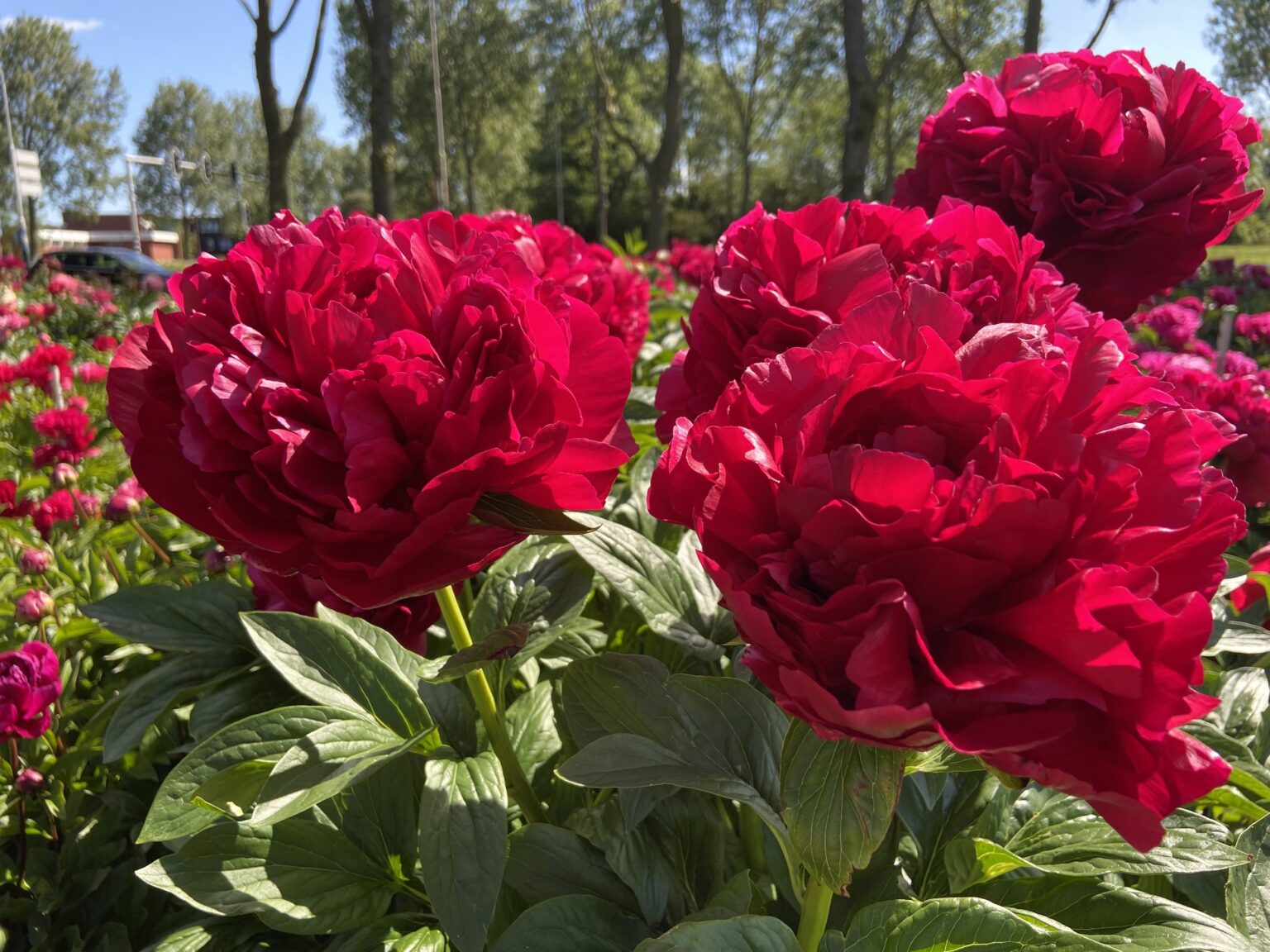 Peony Henry Bockstoce (Early) - Green Works - Specialist in Peonies
