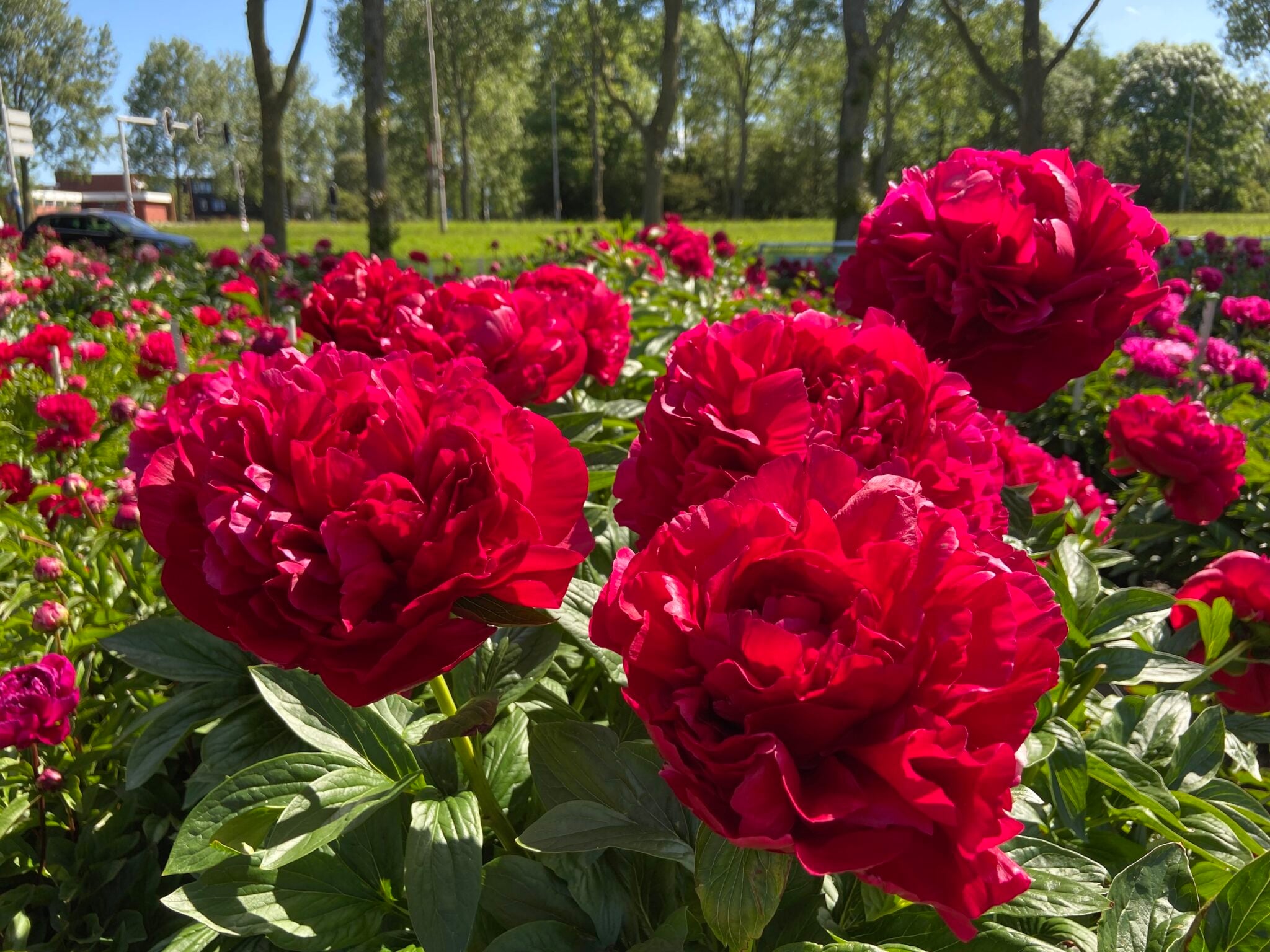 Peony Henry Bockstoce (Early) - Green Works - Specialist in Peonies