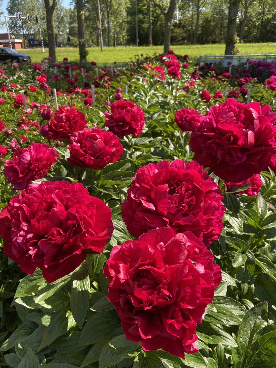 Peony Henry Bockstoce (Early) - Green Works - Specialist in Peonies