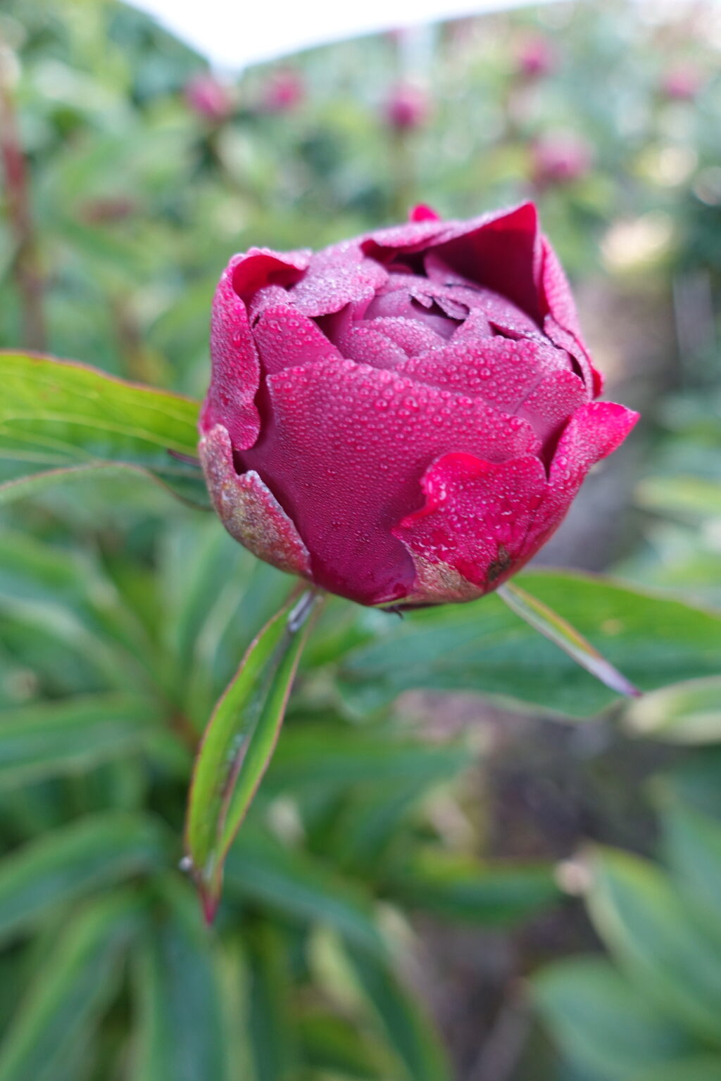 Peony Highlight (Early - mid.) - Green Works - Specialist in Peonies