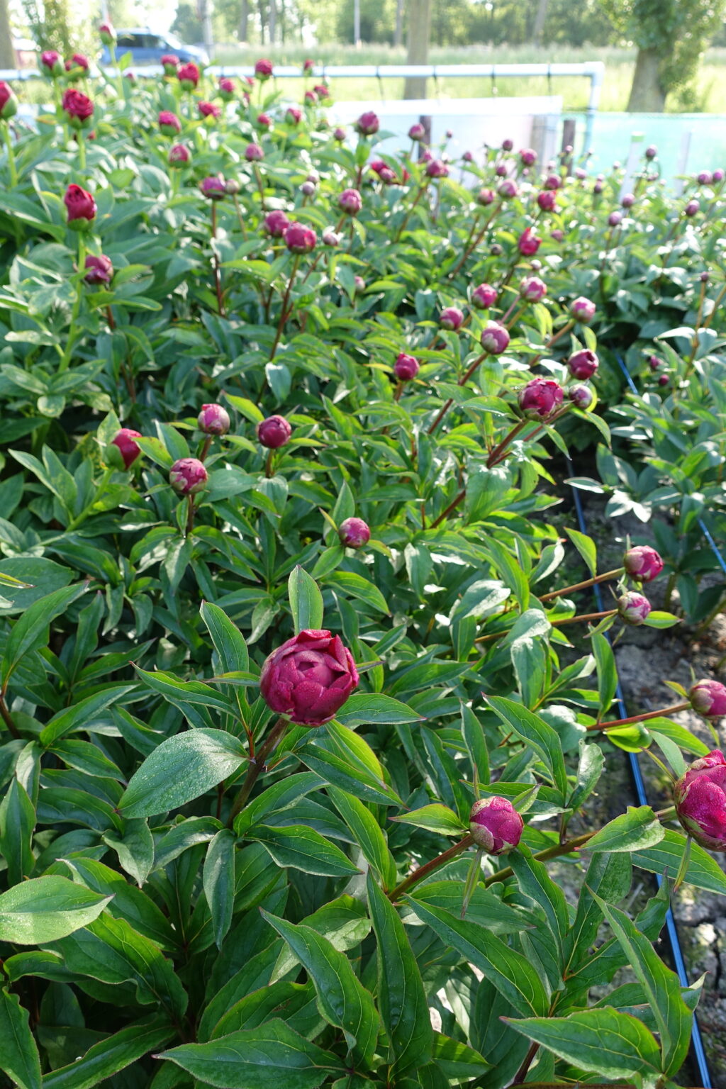 Peony Highlight (Early - mid.) - Green Works - Specialist in Peonies