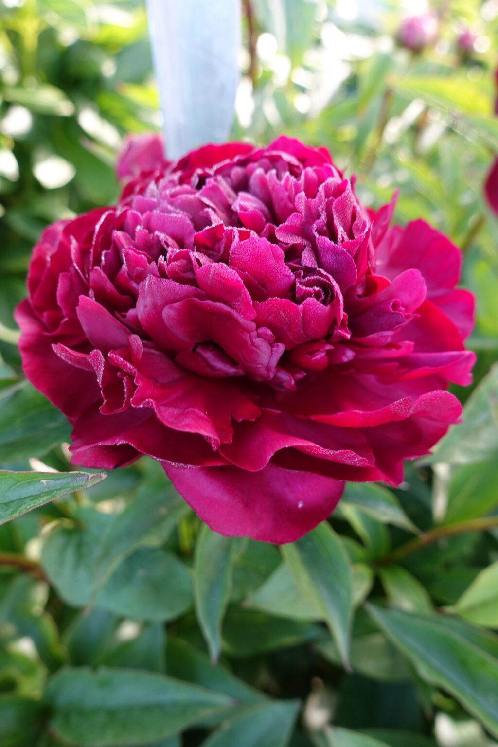 Peony Highlight (Early - mid.) - Green Works - Specialist in Peonies