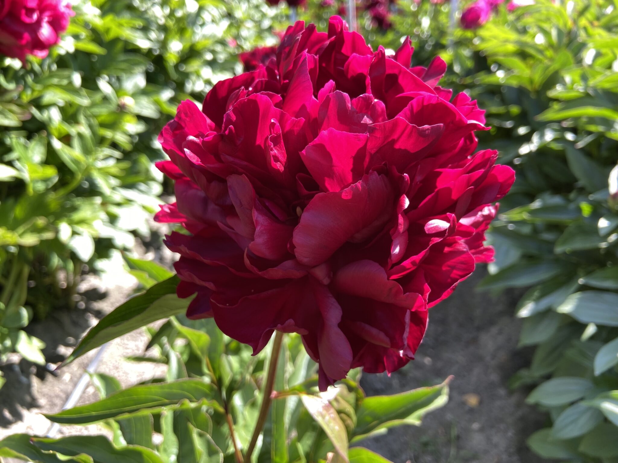Peony Highlight (Early - mid.) - Green Works - Specialist in Peonies
