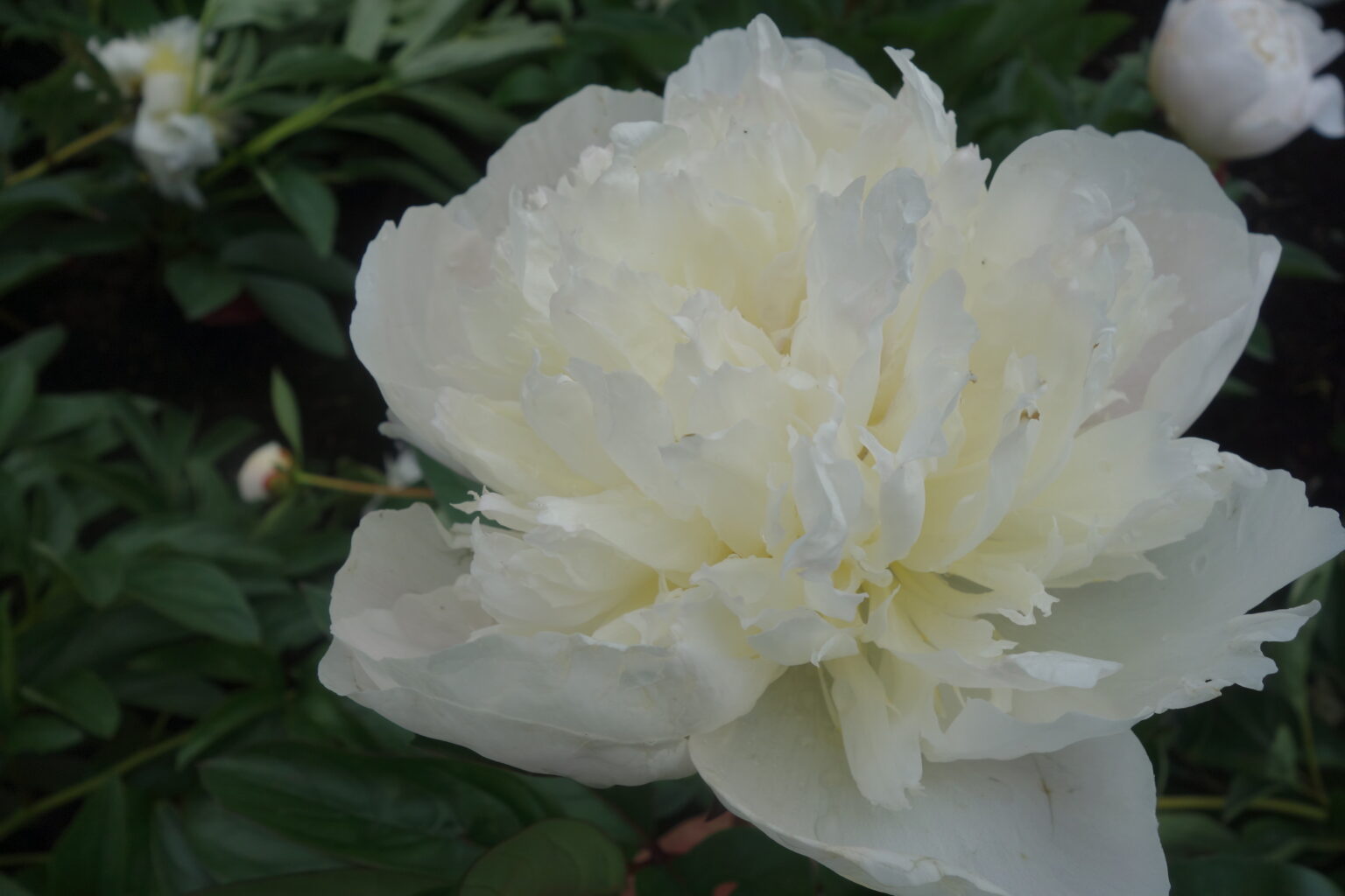 Peony Immaculee (Late) - Green Works - Specialist in Peonies