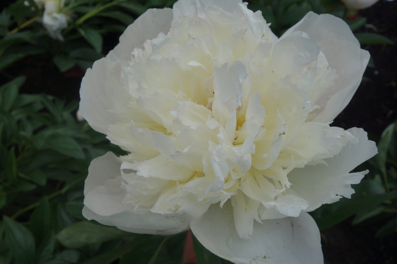 Peony Immaculee (Late) - Green Works - Specialist in Peonies