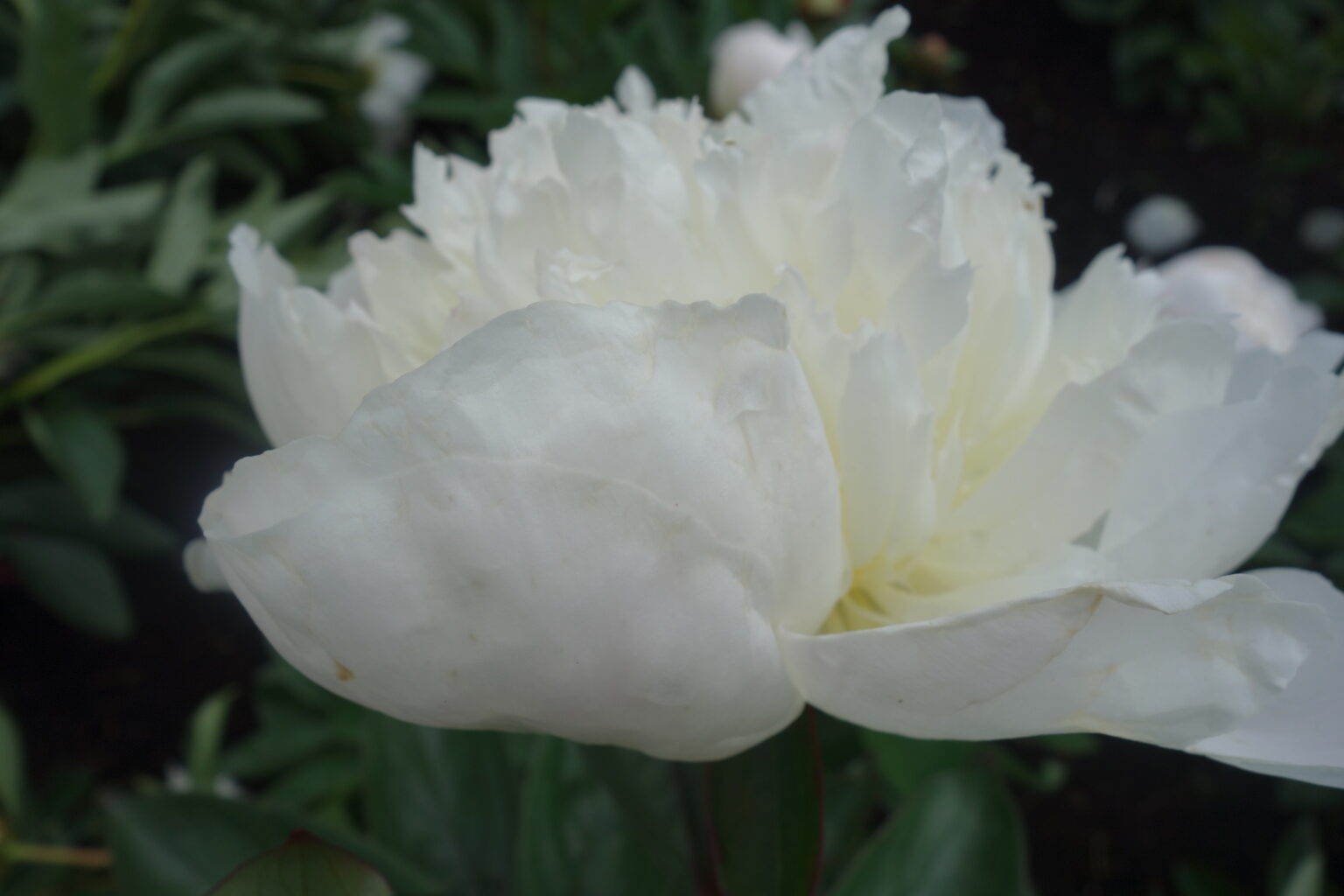 Peony Immaculee (Late) - Green Works - Specialist in Peonies