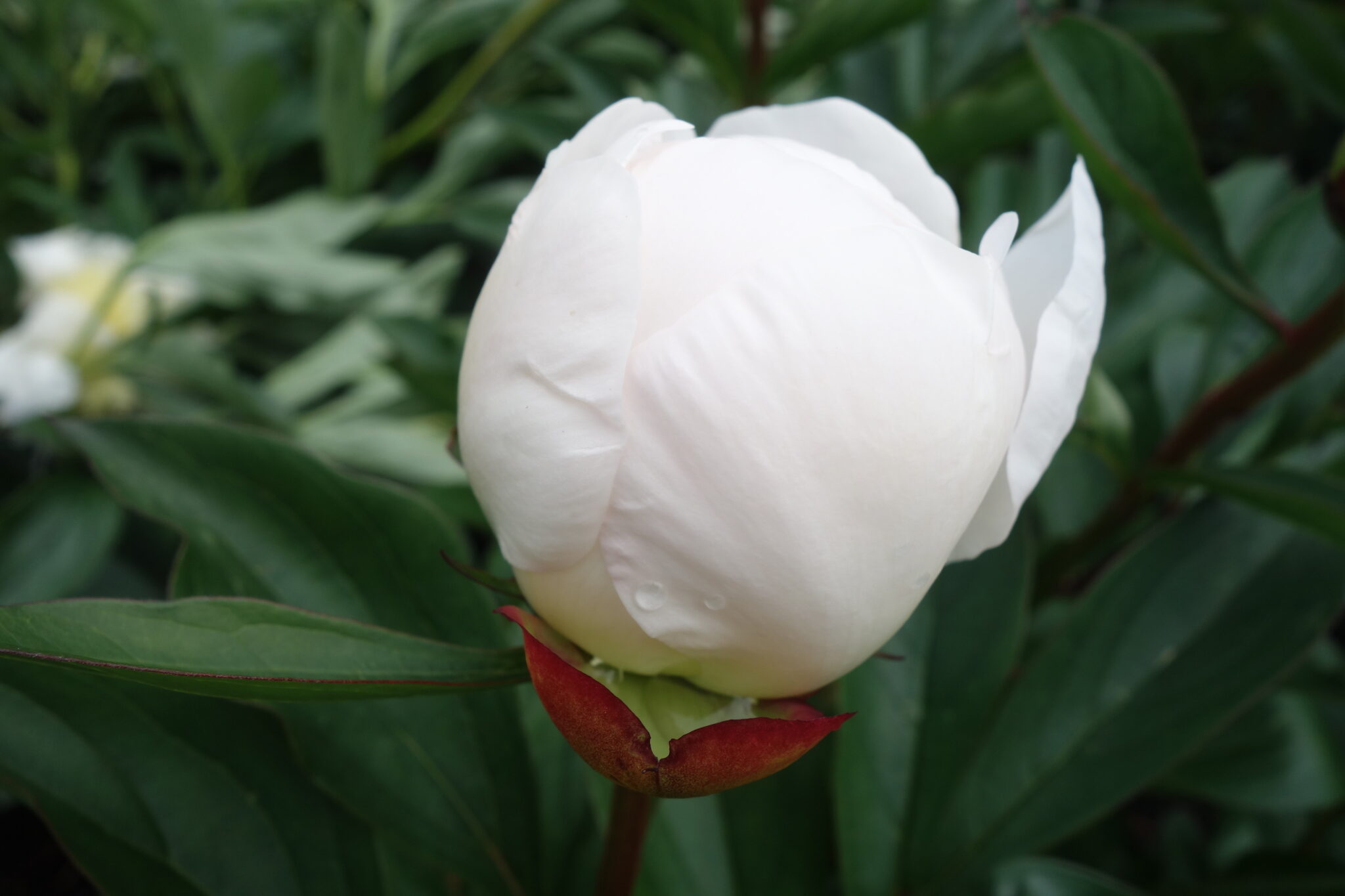 Peony Immaculee (Late) - Green Works - Specialist in Peonies