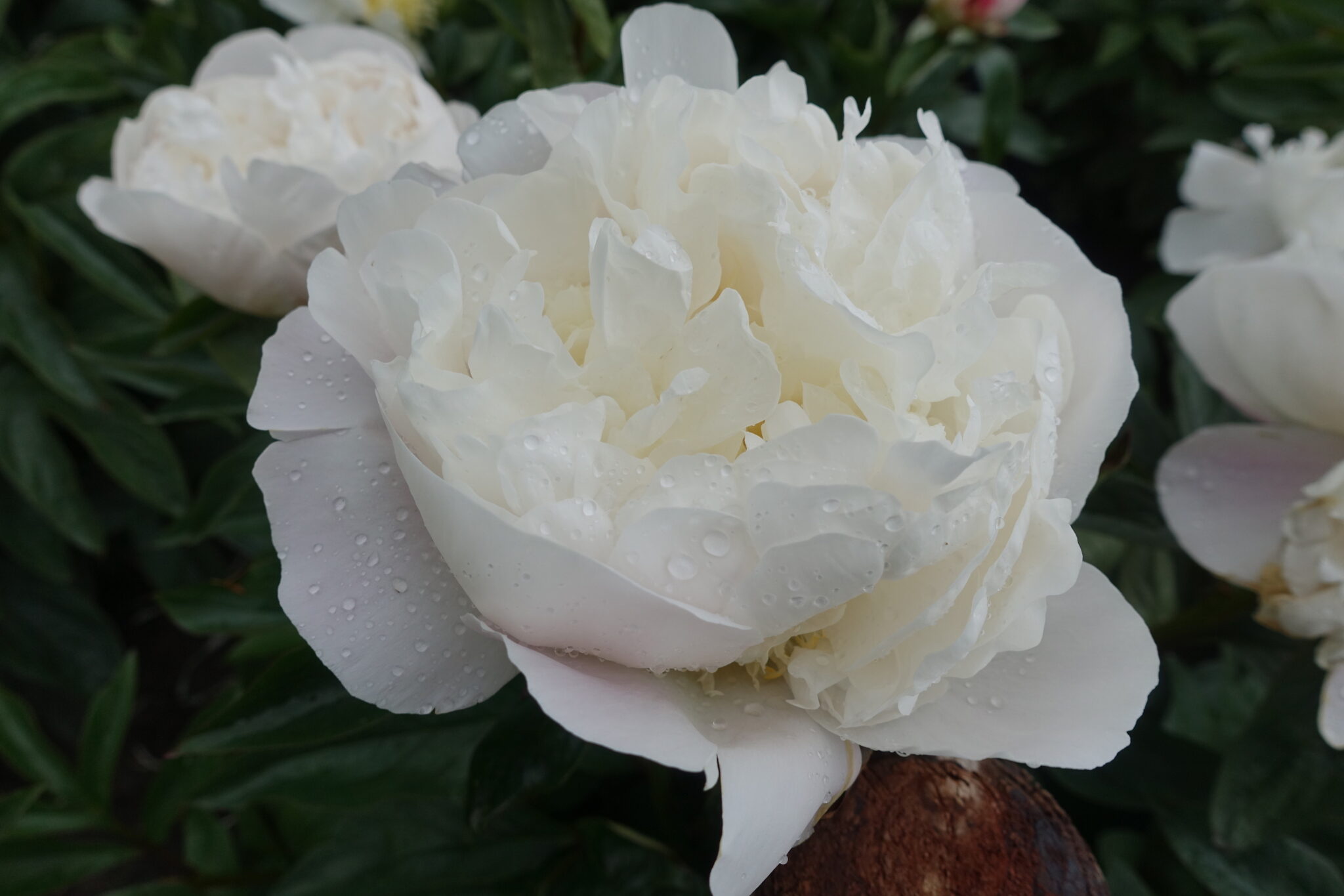 Peony Immaculee (Late) - Green Works - Specialist in Peonies