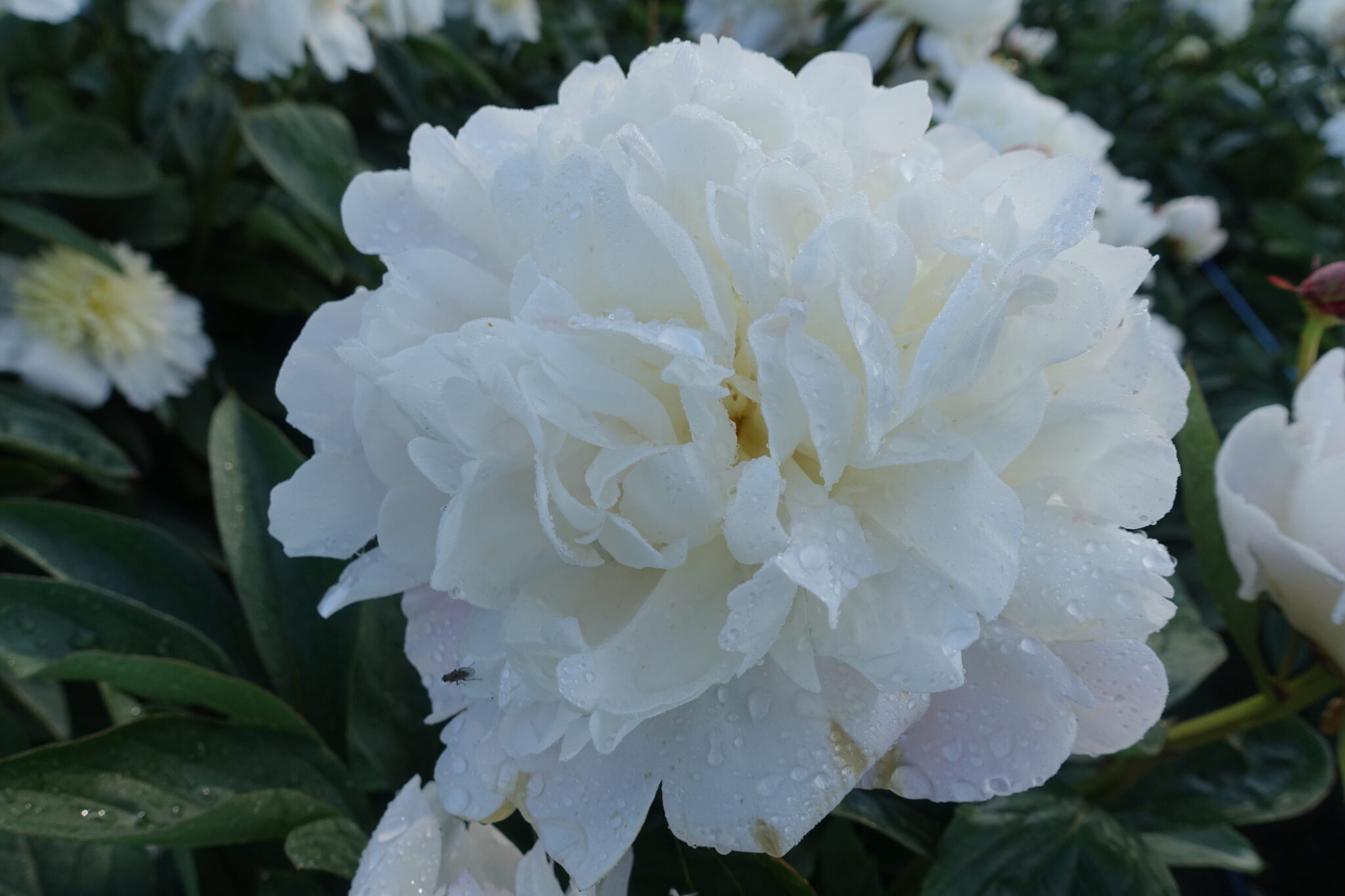 Peony Immaculee (Late) - Green Works - Specialist in Peonies