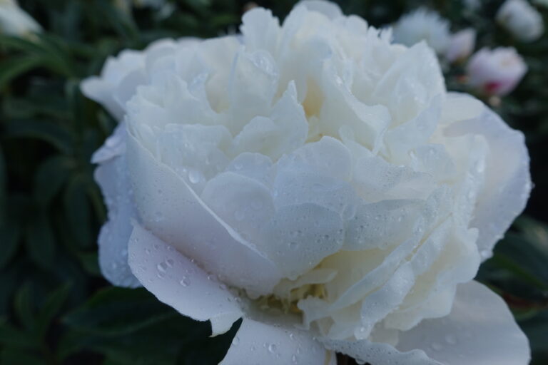 Peony Immaculee (Late) - Green Works - Specialist in Peonies