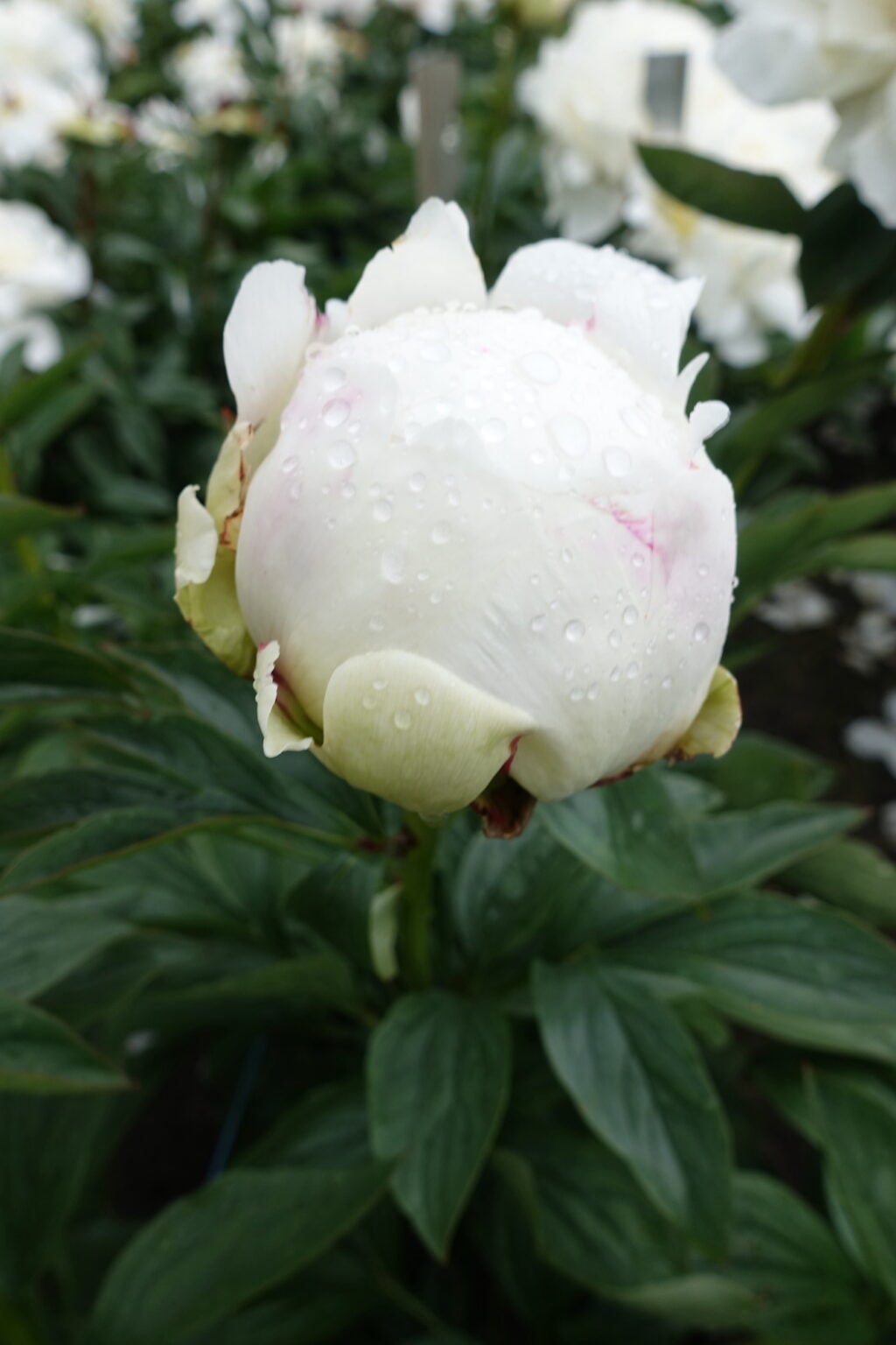 Peony Ivory Victory (Late) - Green Works - Specialist in Peonies