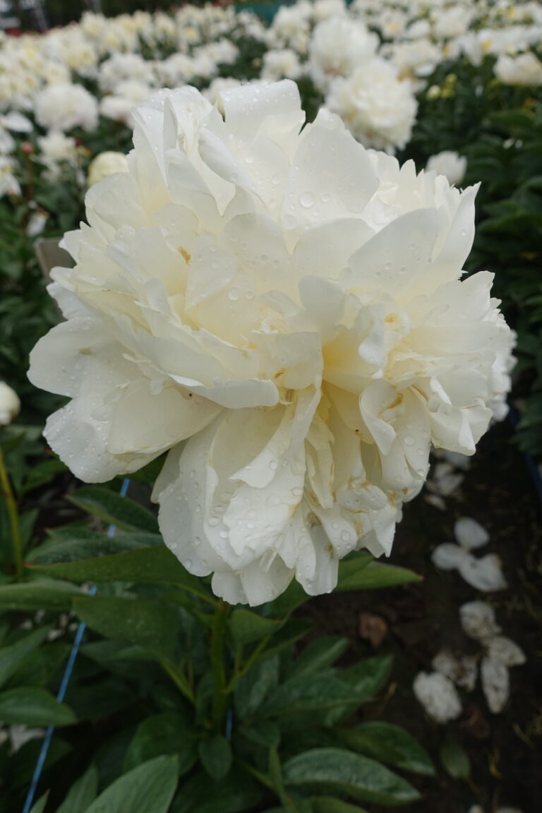 Peony Ivory Victory (Late) - Green Works - Specialist in Peonies