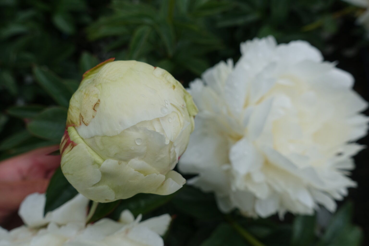 Peony Ivory Victory (Late) - Green Works - Specialist in Peonies