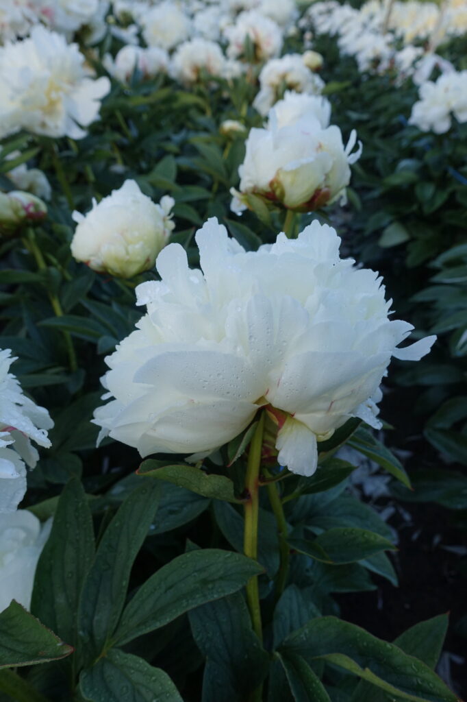 Peony Ivory Victory (Late) - Green Works - Specialist in Peonies