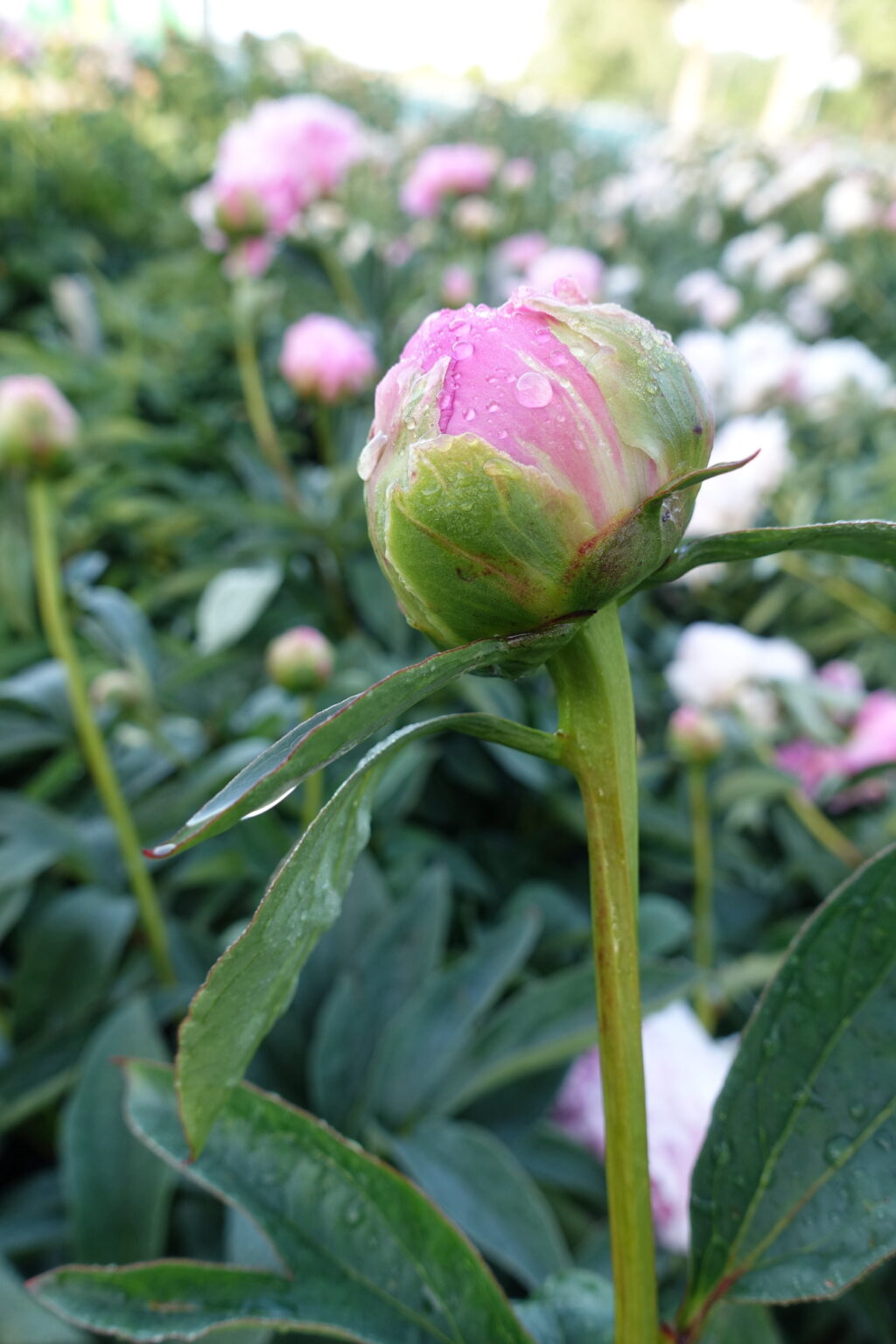 Peony Jacorma (Very late) - Green Works - Specialist in Peonies