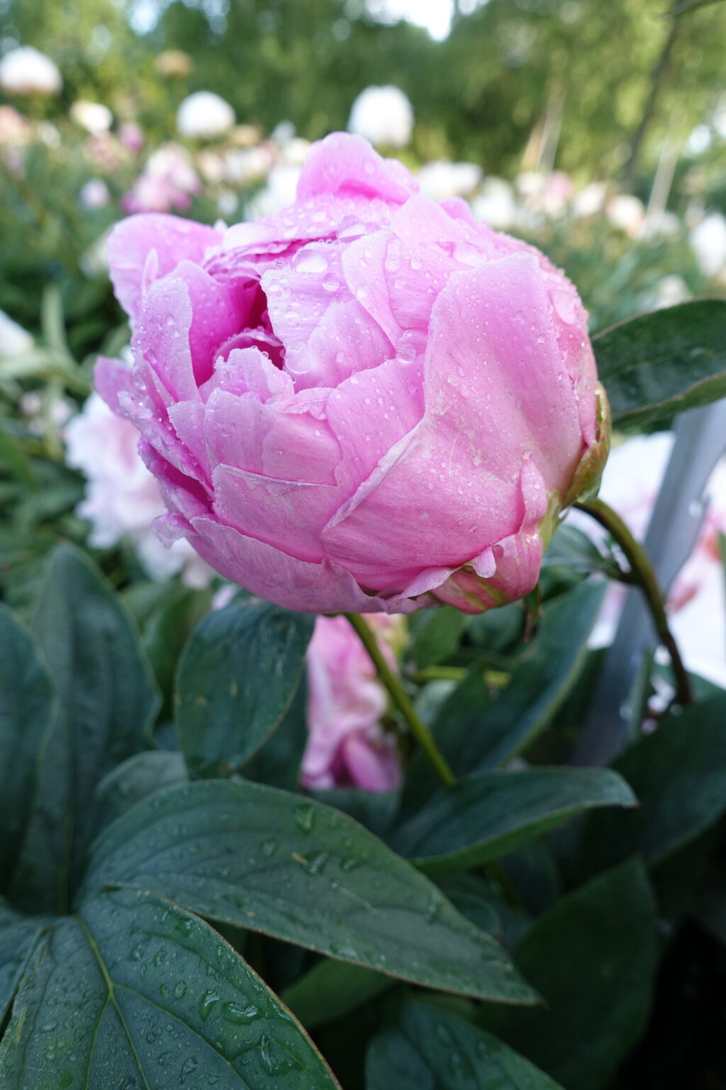 Peony Jacorma (Very late) - Green Works - Specialist in Peonies