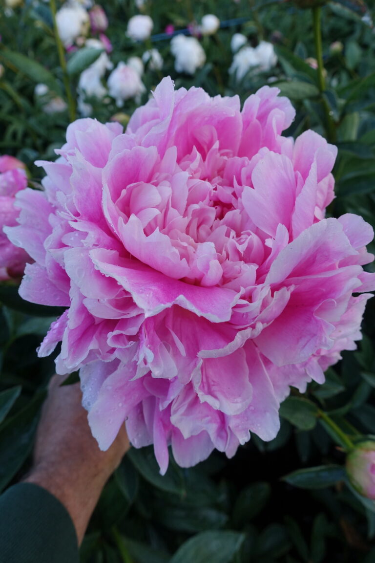 Peony Jacorma (Very late) - Green Works - Specialist in Peonies
