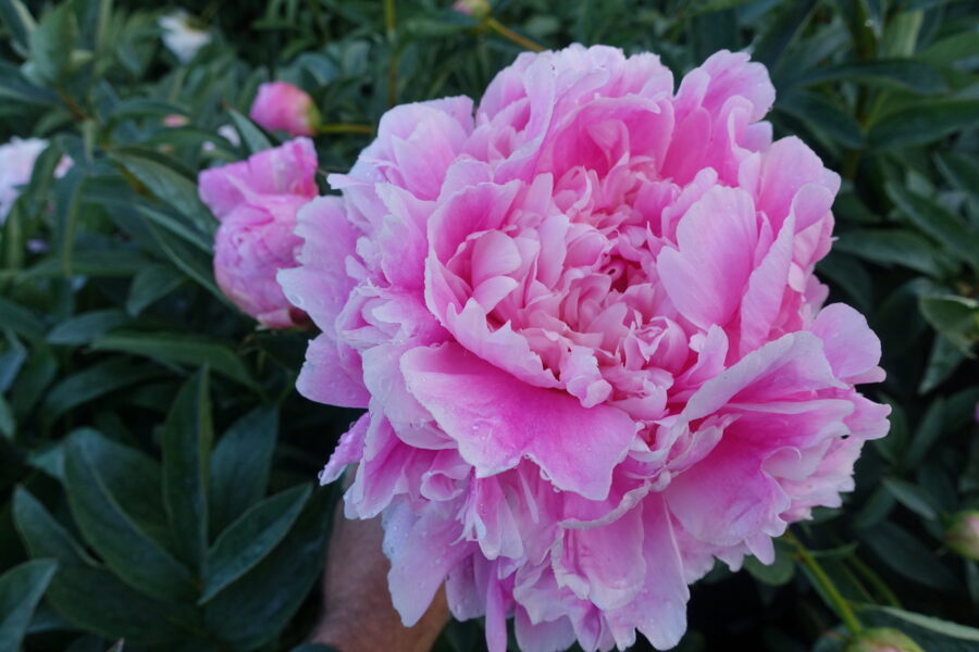 Peony Jacorma (Very late) - Green Works - Specialist in Peonies