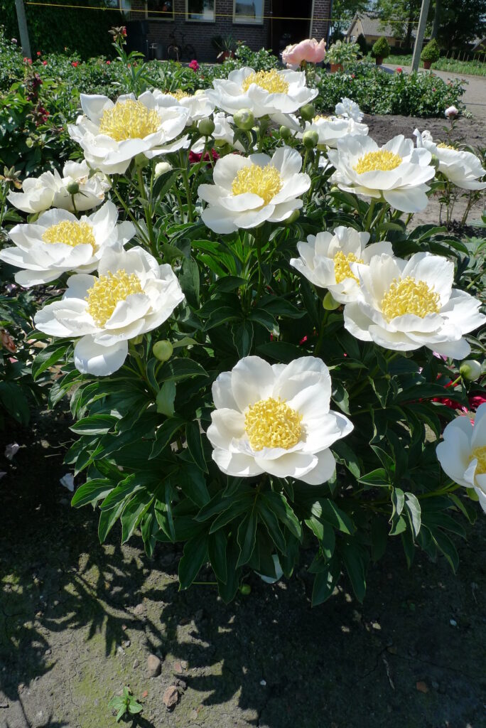 Peony Jan Van Leeuwen Mid Green Works Specialist In Peonies