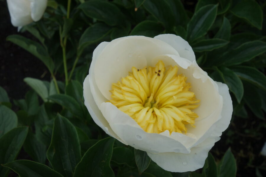Peony Jan Van Leeuwen Mid Green Works Specialist In Peonies