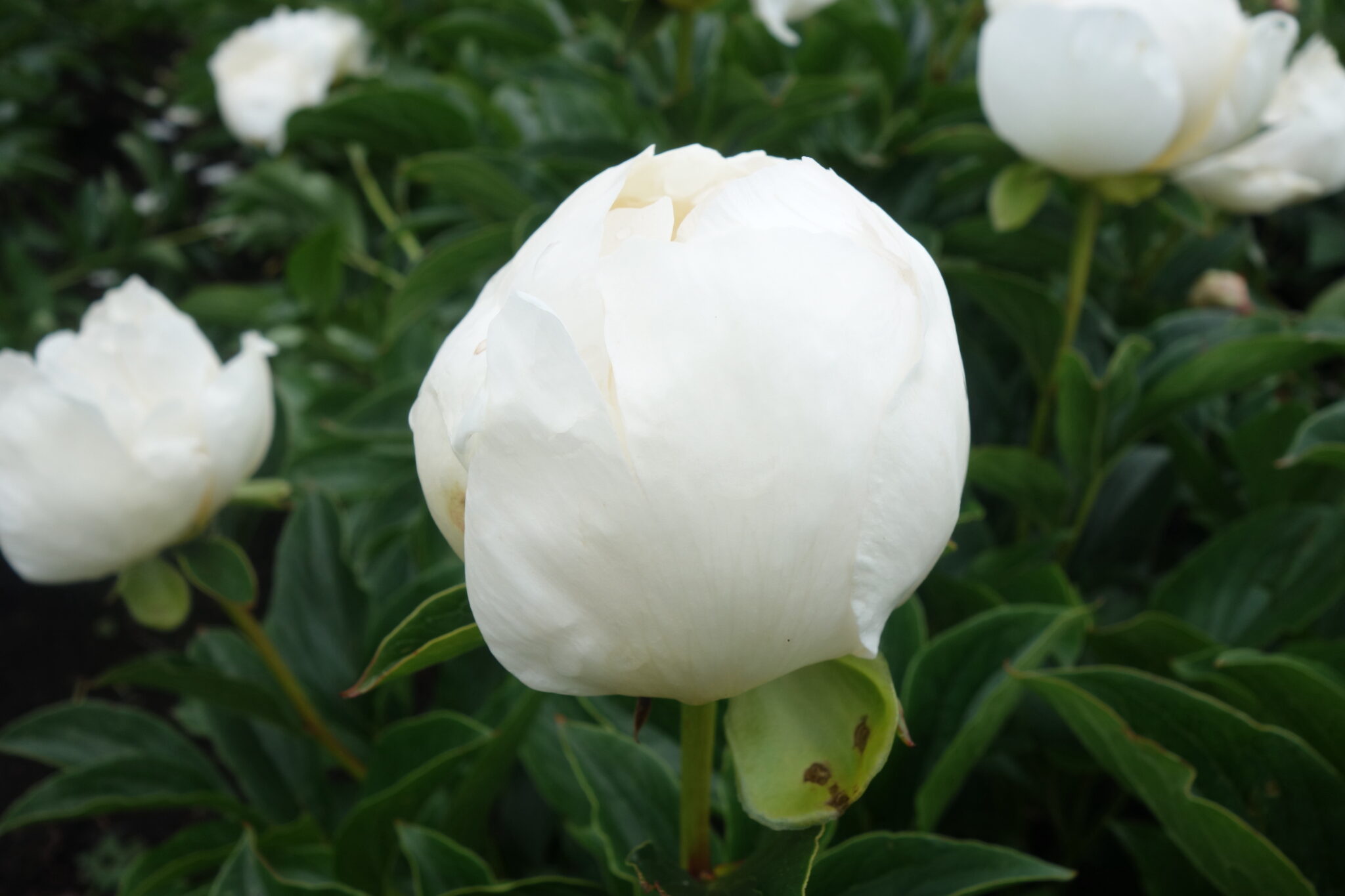 Peony Jan Van Leeuwen Mid Green Works Specialist In Peonies
