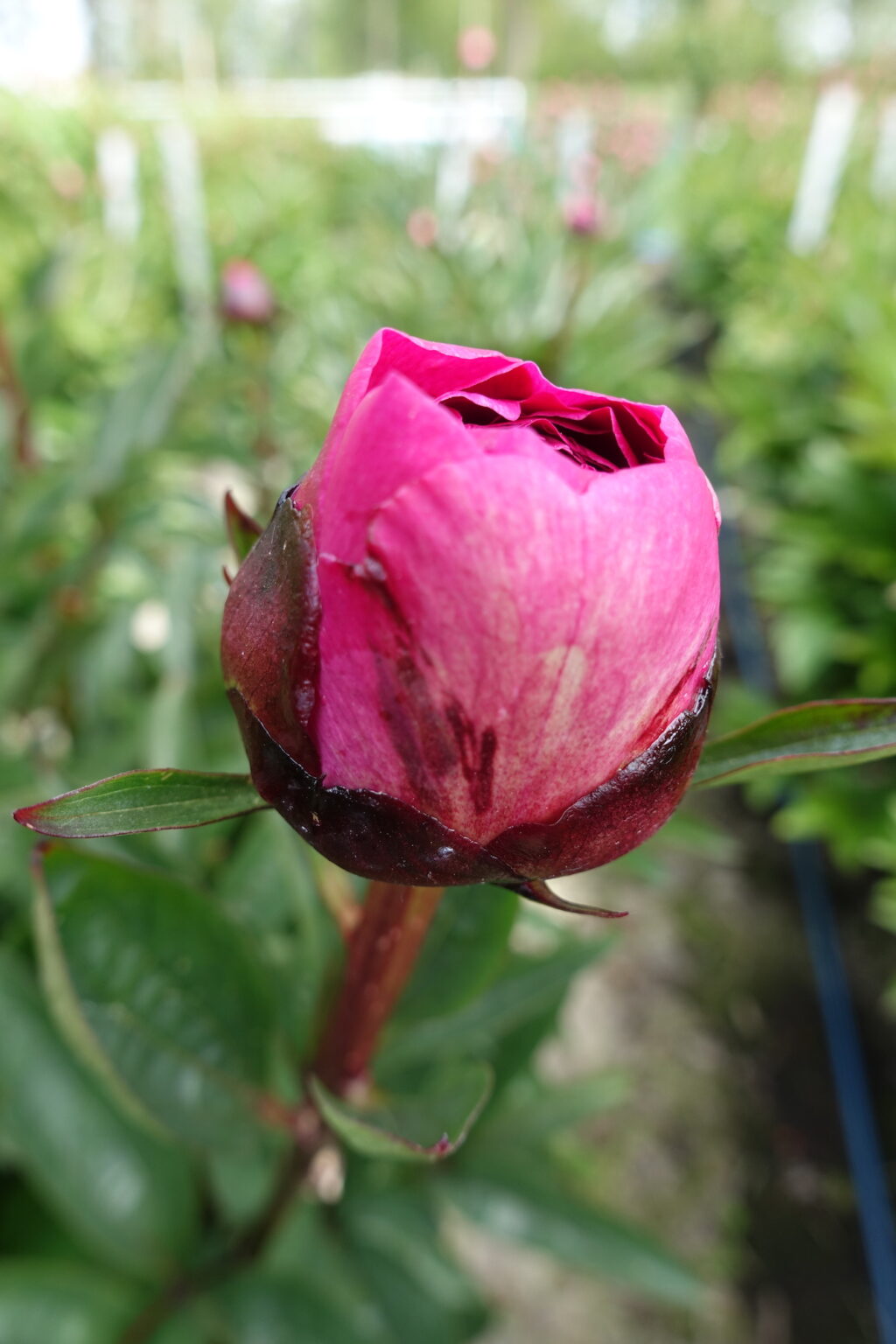 Peony Kansas (Early - mid.) - Green Works - Specialist in Peonies