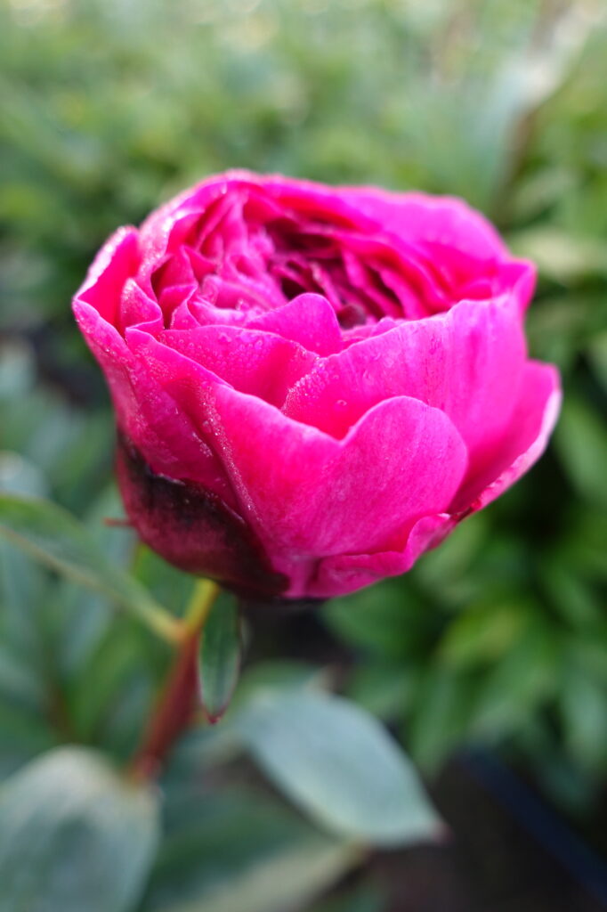 Peony Kansas (Early - mid.) - Green Works - Specialist in Peonies