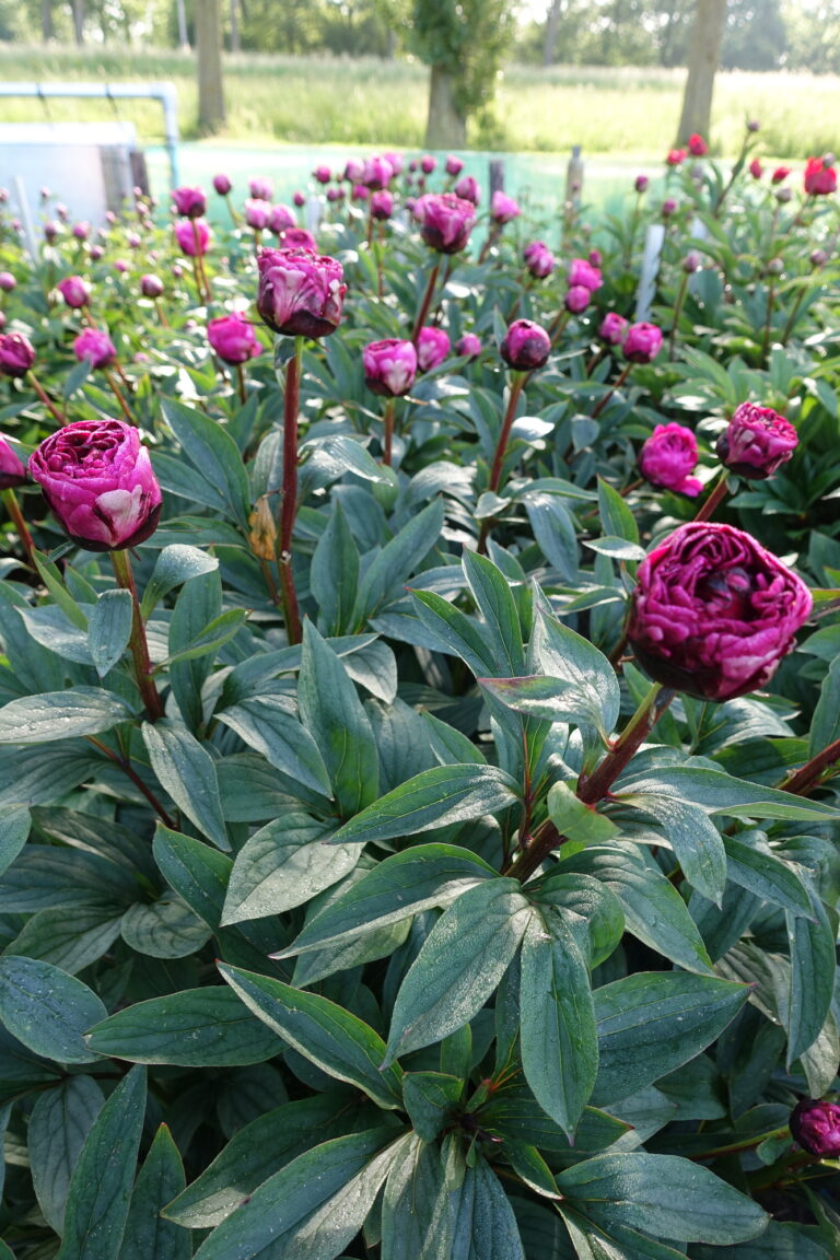 Peony Kansas (Early - mid.) - Green Works - Specialist in Peonies