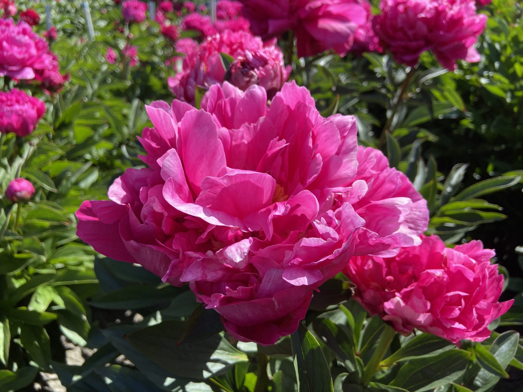 Peony Kansas (Early - mid.) - Green Works - Specialist in Peonies