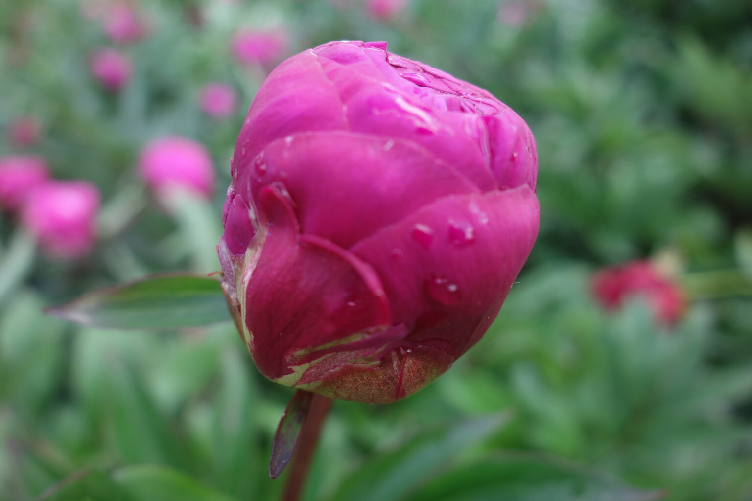 Peony Karl Rosenfield (Early - mid.) - Green Works - Specialist in Peonies