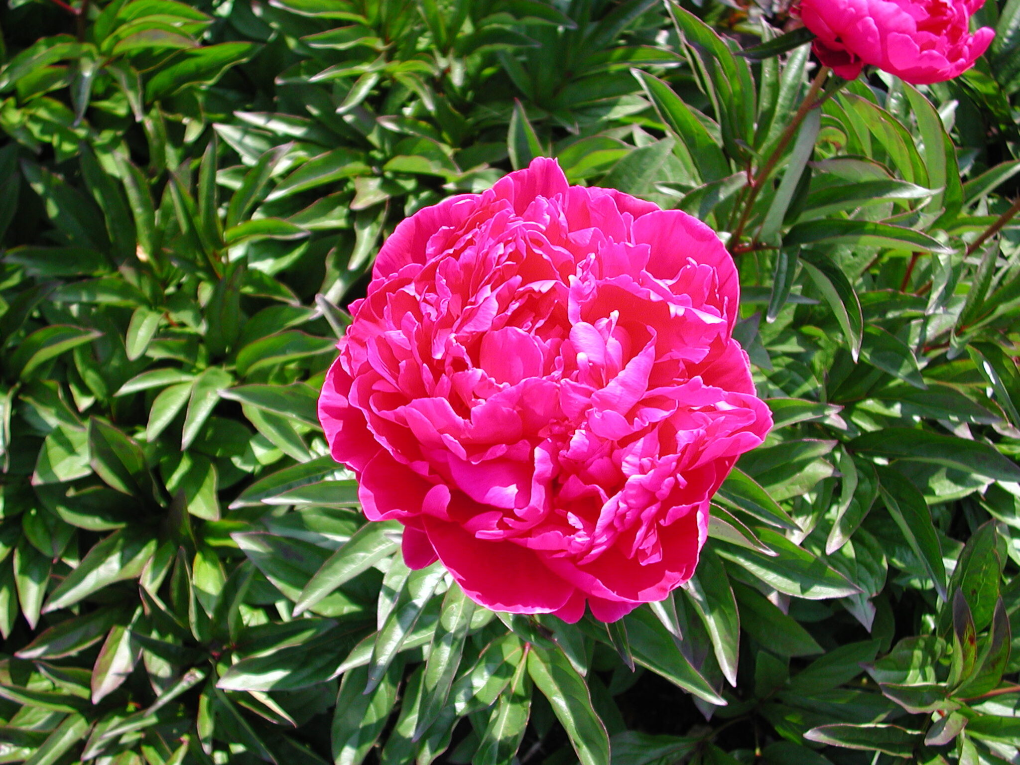 Peony Karl Rosenfield (Early - mid.) - Green Works - Specialist in Peonies