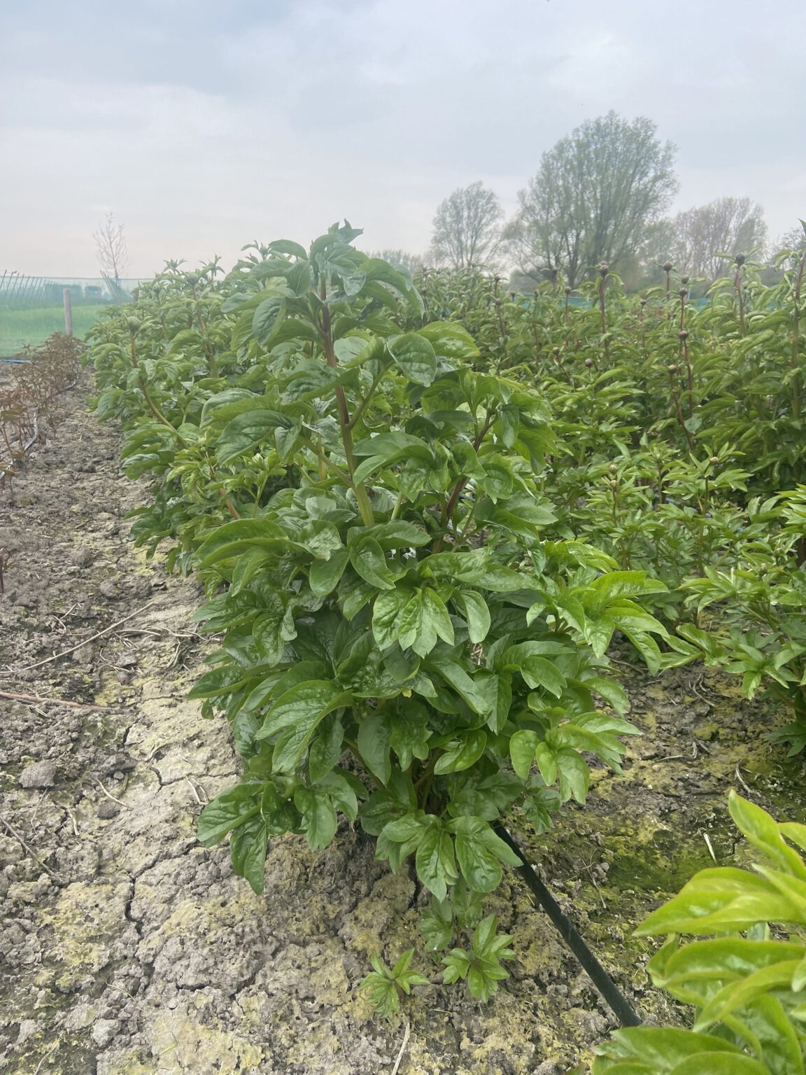 Peony King's Day (Early) - Green Works - Specialist in Peonies