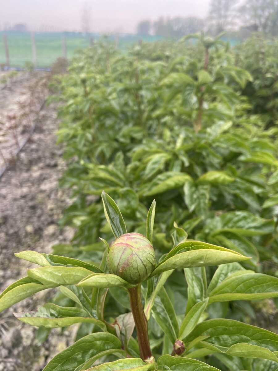 Peony King's Day (Early) - Green Works - Specialist in Peonies