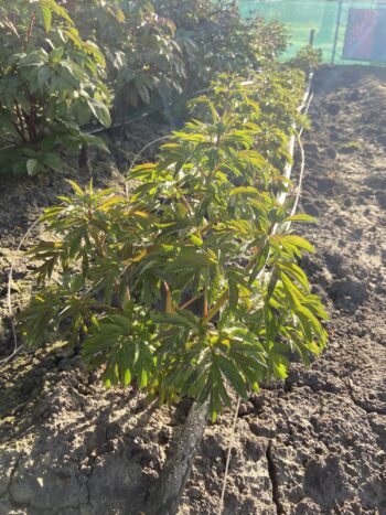 Peony King's Day (Early) - Green Works - Specialist in Peonies
