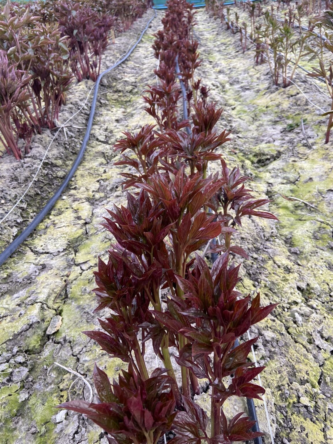 Peony Lady Orchid / Pink Diamond (Mid. - late) - Green Works ...