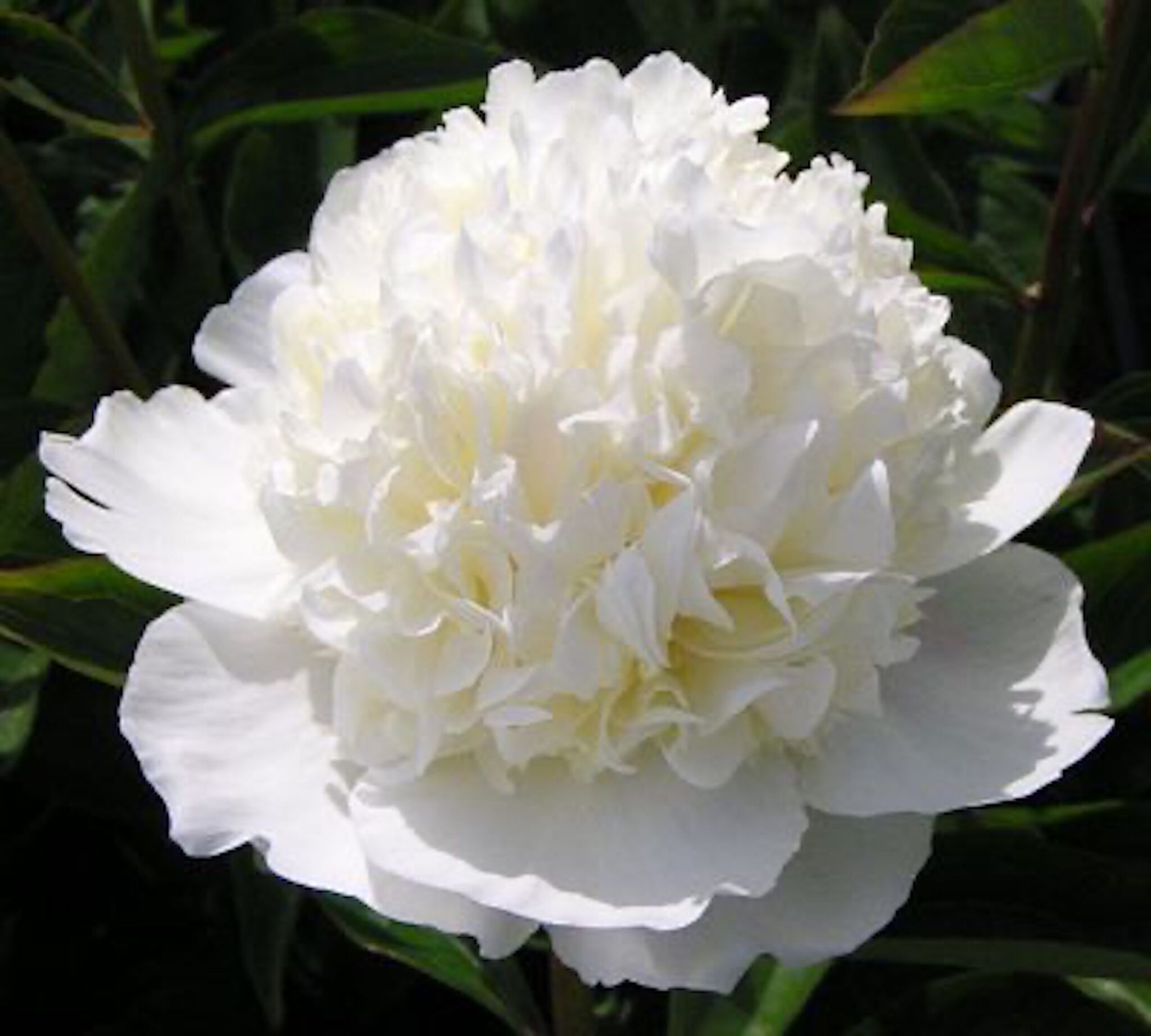 Peony Lancaster Imp (Early) - Green Works - Specialist in Peonies