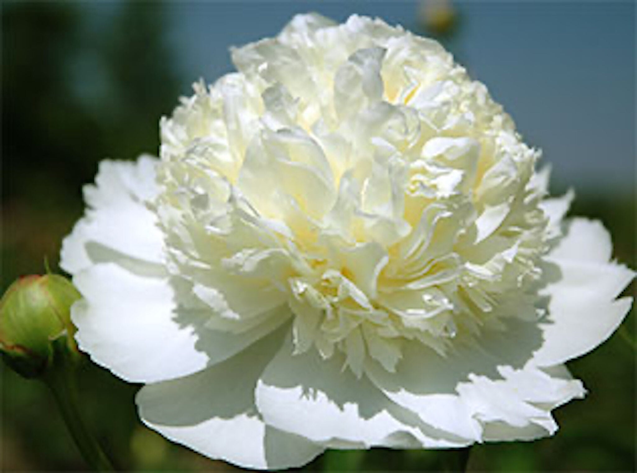 Peony Lancaster Imp (Early) - Green Works - Specialist in Peonies