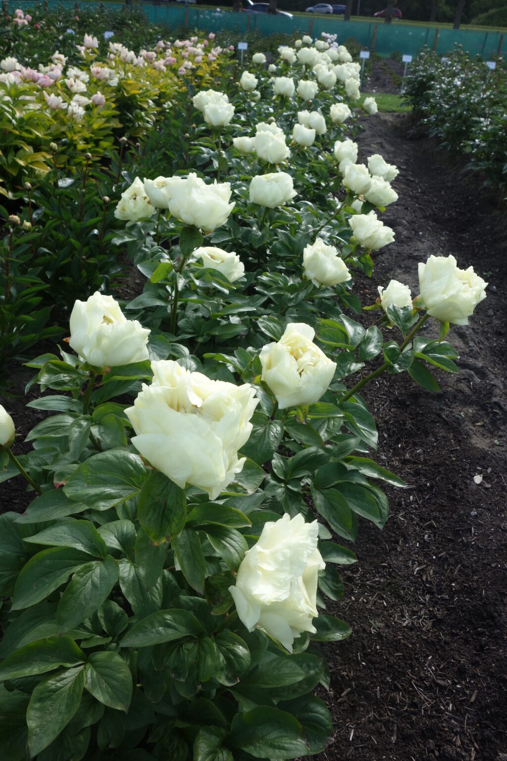 Peony Lemon Chiffon (Very early) - Green Works - Specialist in Peonies