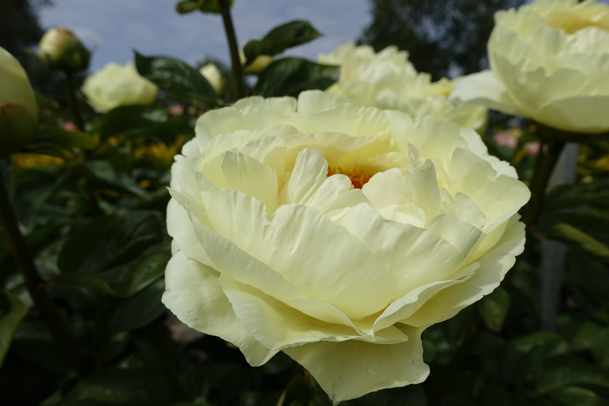 Peony Lemon Chiffon (Very early) - Green Works - Specialist in Peonies