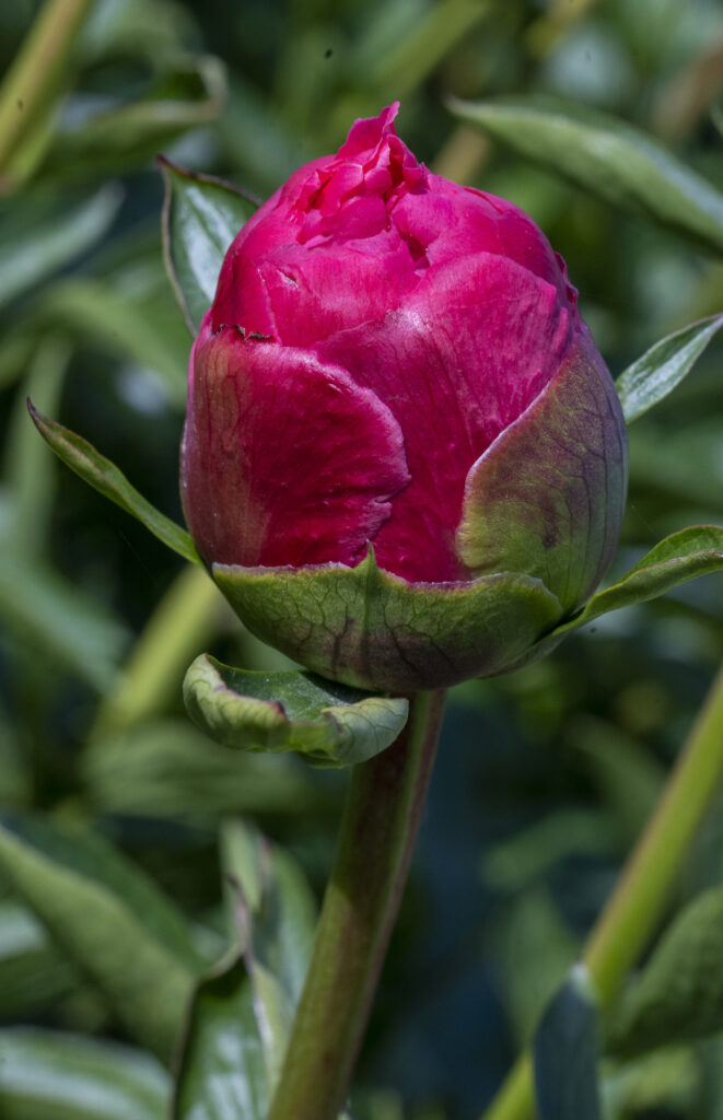 Peony Lorelei (Early - mid.) - Green Works - Specialist in Peonies